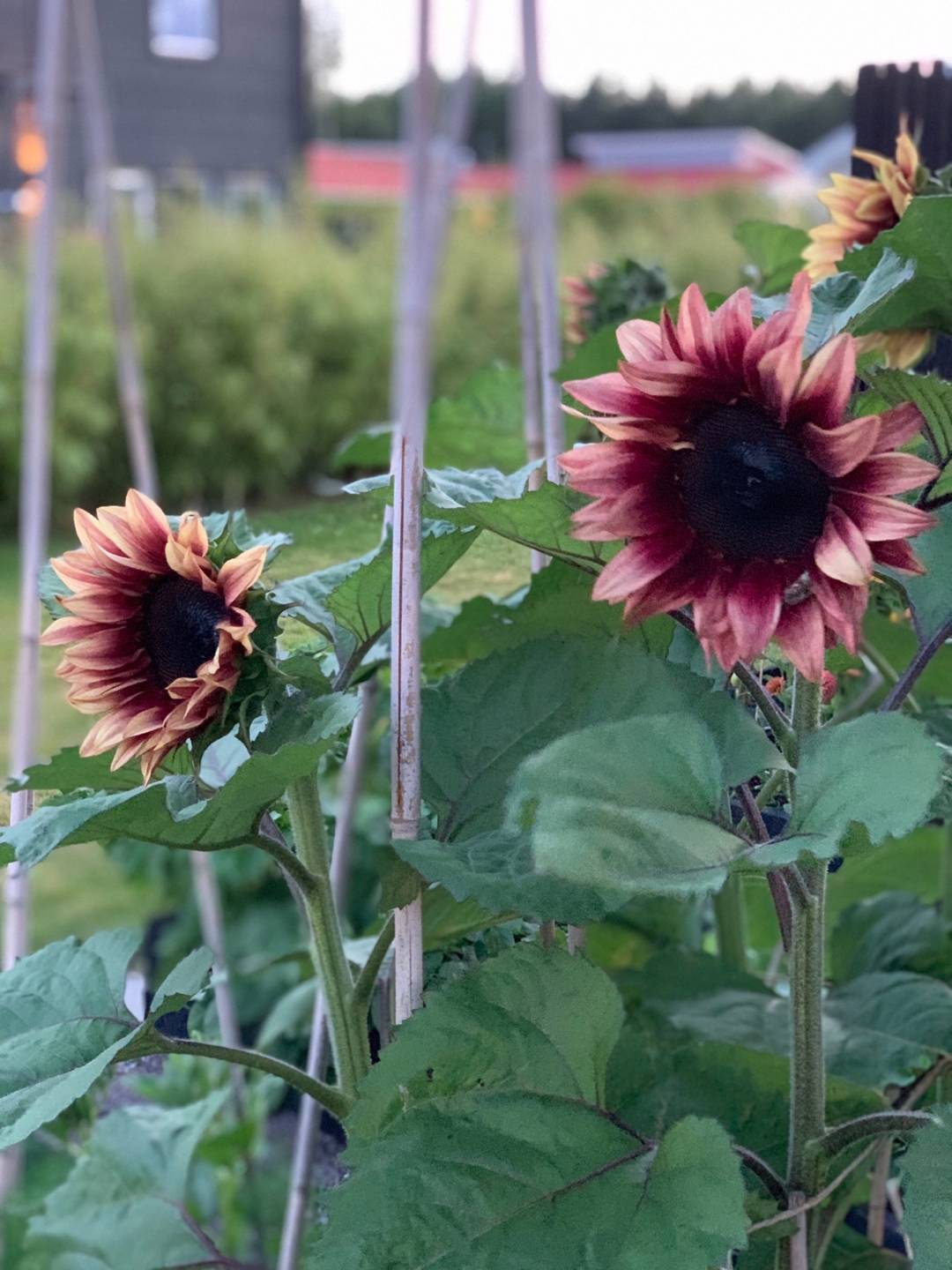 Oh!Garden - Solros Pro Cut Plum