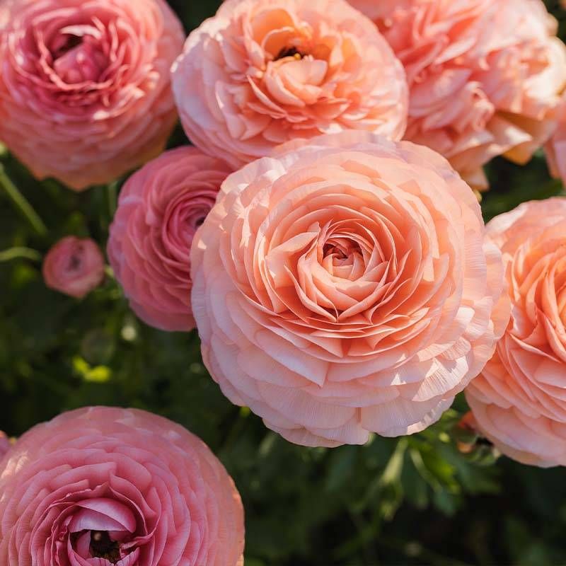 Oh!Garden - Ranunkel Amandine Porcelaine