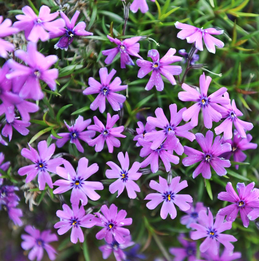 Oh!Garden - Mossflox Purple Beauty