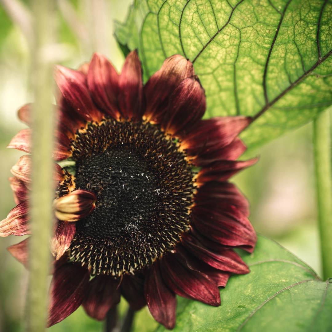 Oh!Garden - Solros Pro Cut Red F1