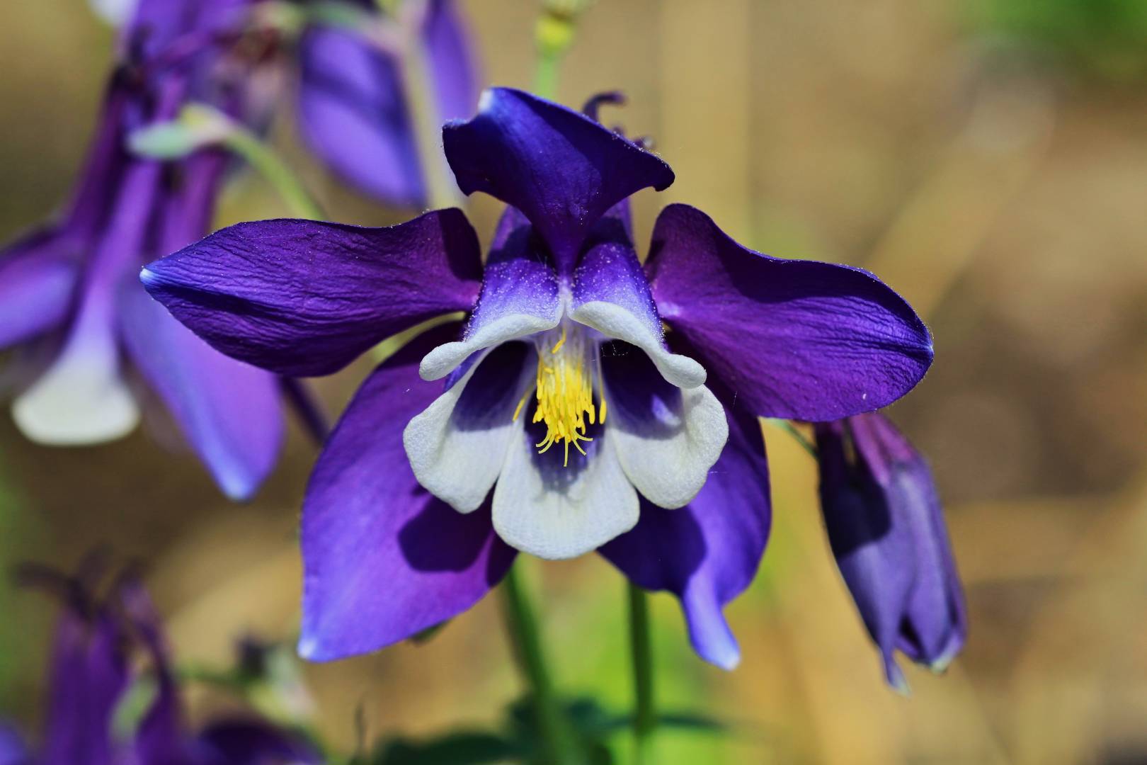 Oh!Garden - Akleja Spring Magic Navy and White