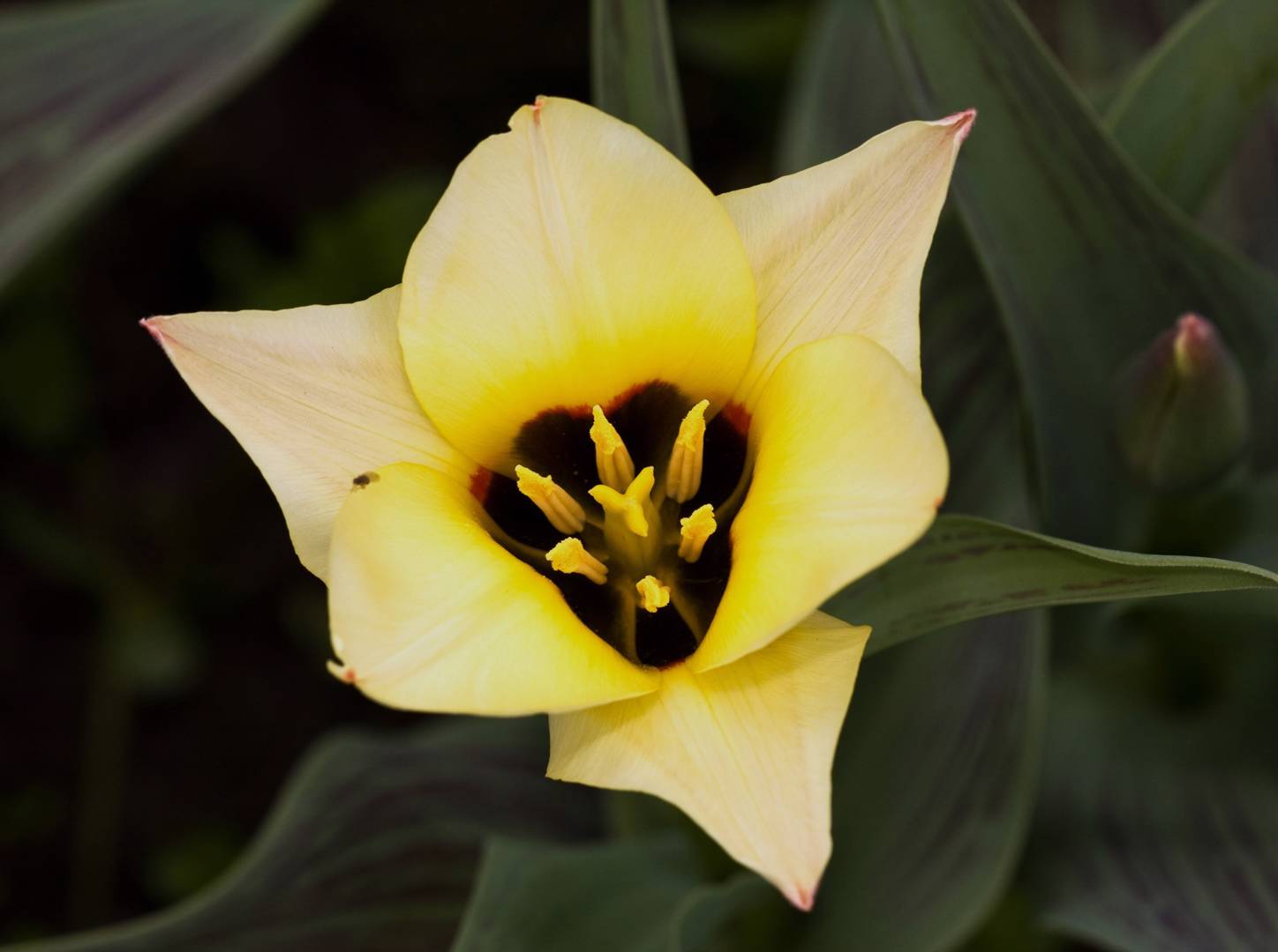 Oh!Garden - Tulpan Tarafa