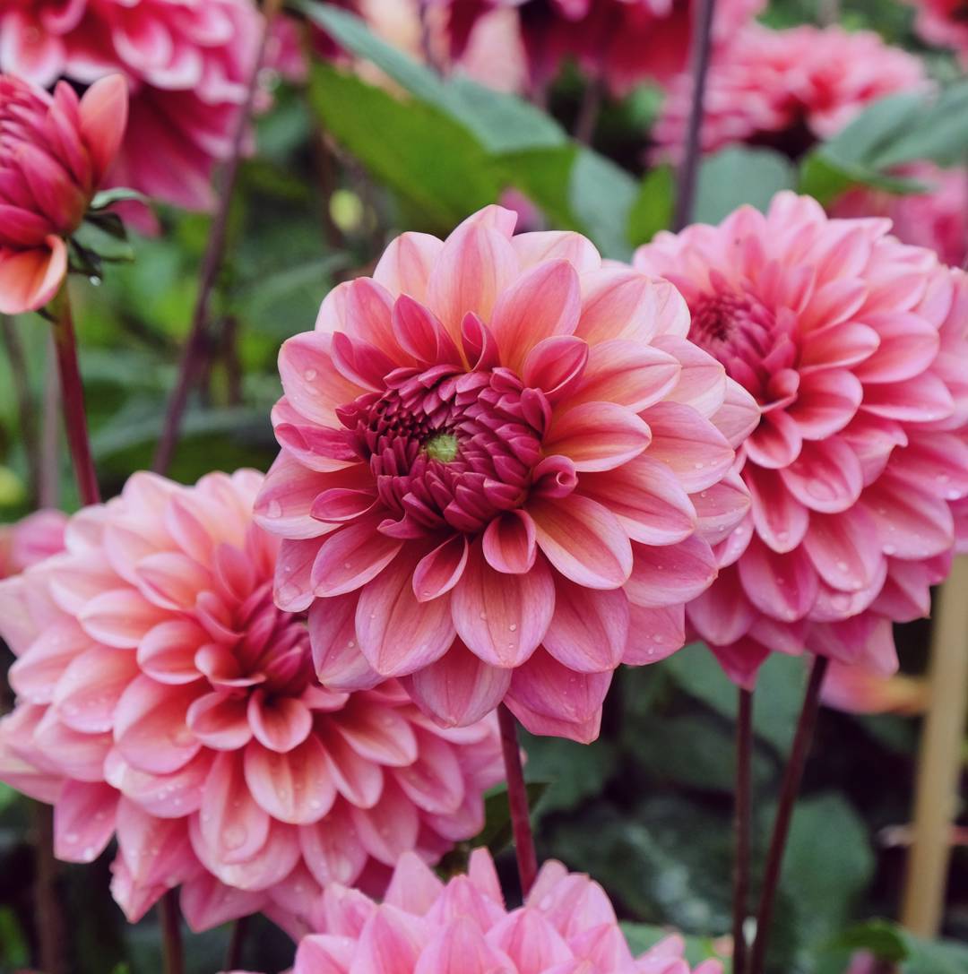 Oh!Garden - Dahlia Pink Runner