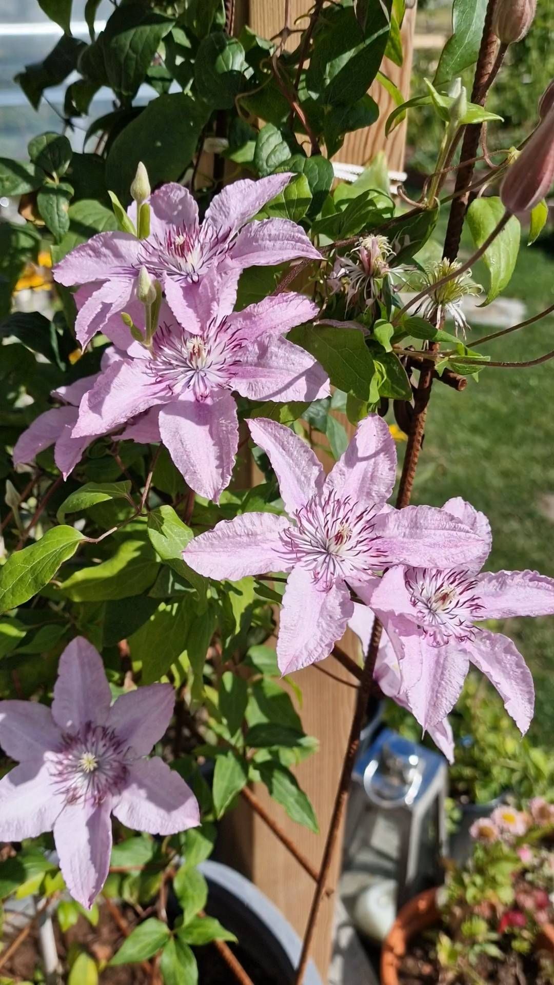 Oh!Garden - Klematis Multi Pink