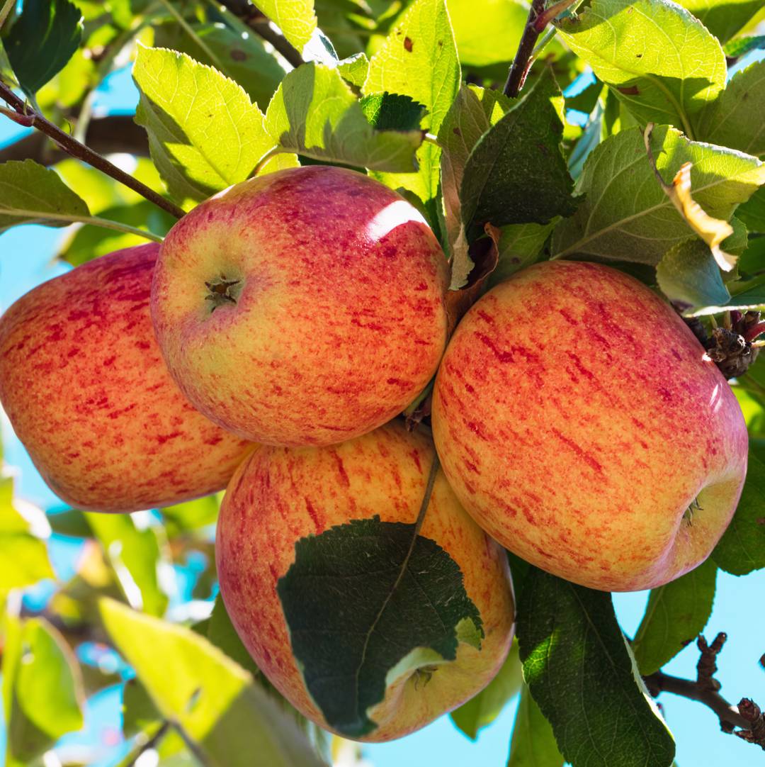 Oh!Garden - Äppelträd Mantet