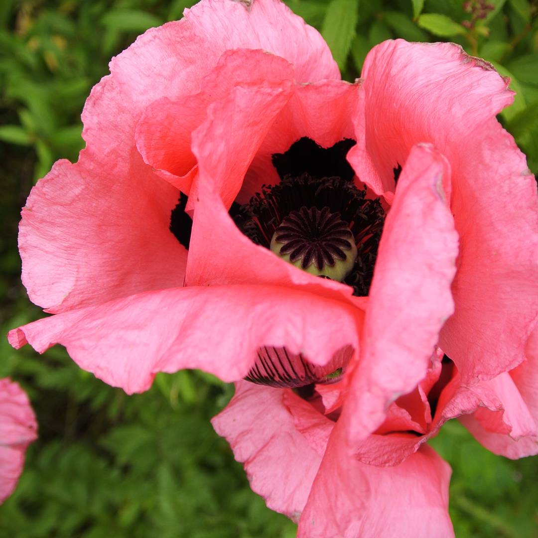 Oh!Garden - Jättevallmo Raspberry Queen