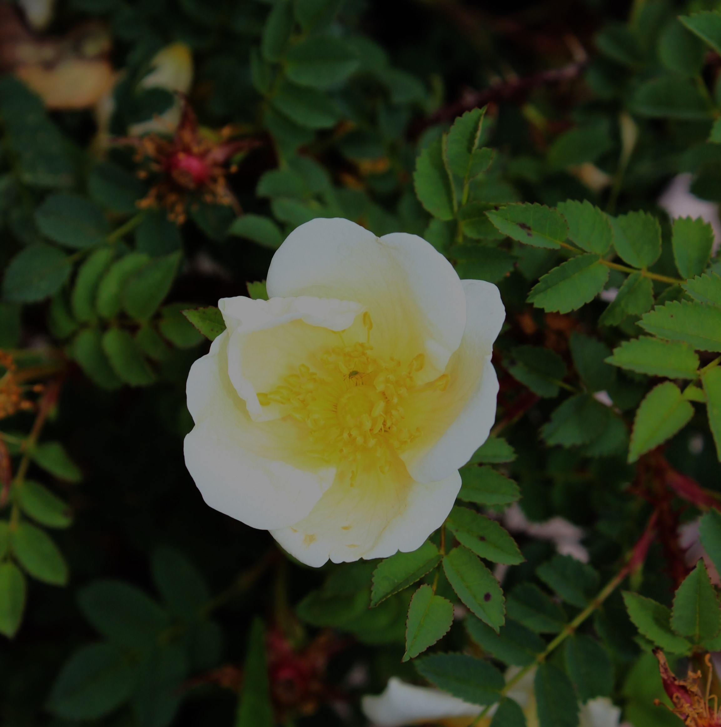 Oh!Garden - Ros Dunwich Rose