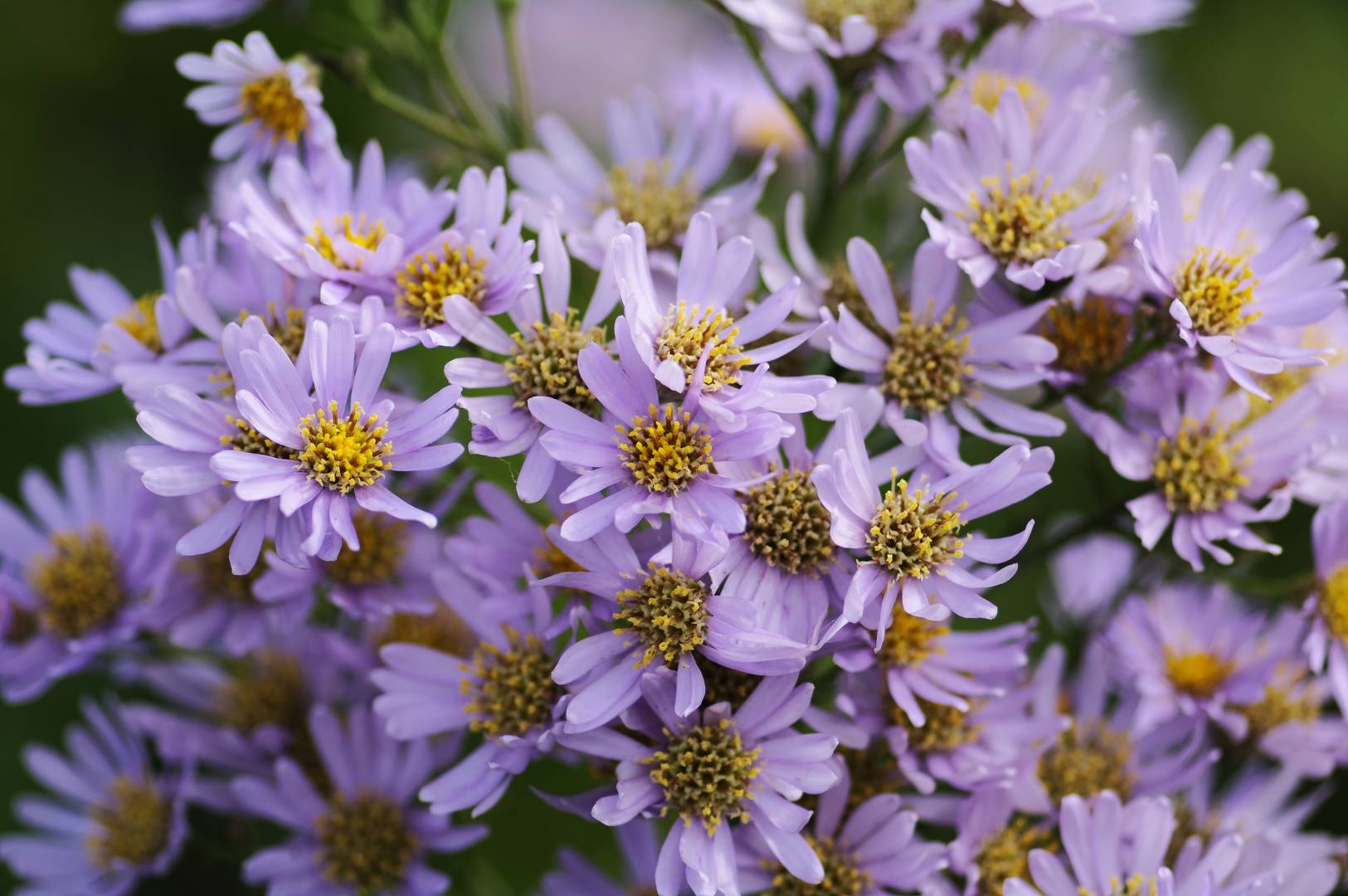 Oh!Garden - Balsamaster