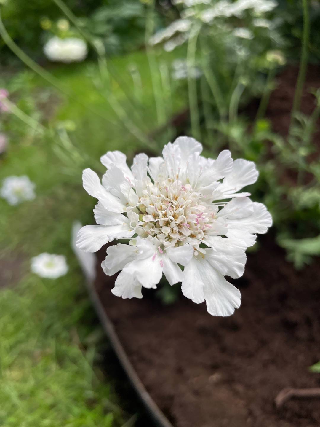 Oh!Garden - Fältvädd Kudo White
